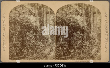 108 Forest, Isthmus of Darien, by O'Sullivan, Timothy H., 1840-1882 ...