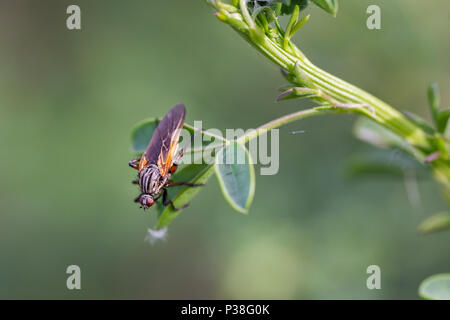 Dipterous. Fly species photographed in their natural environment Stock ...