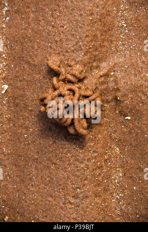 Lugworm / sandworm (Arenicola marina) burrow showing blow hole and cast ...