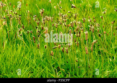 Ribwort weed seed heads (Plantago lanceolata Stock Photo - Alamy