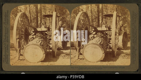 Huge Steam Traction Dray (13 Ft. wheels)hauling logs in a logging camp ...