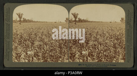 In the great corn fields of eastern Kansas, USA In the great corn ...