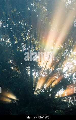 A vertical shot of the Sun shining through grass during dramatic sunset ...