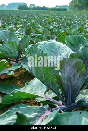 Young purple round cabbage plants growing on farm field close up Stock ...