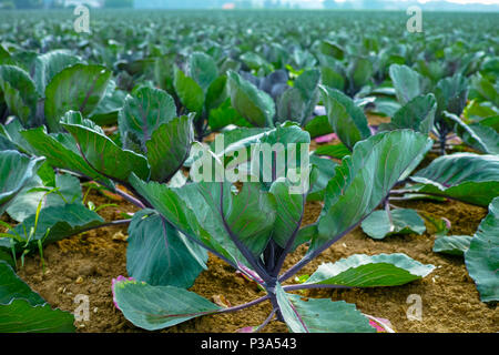 Young purple round cabbage plants growing on farm field close up Stock ...