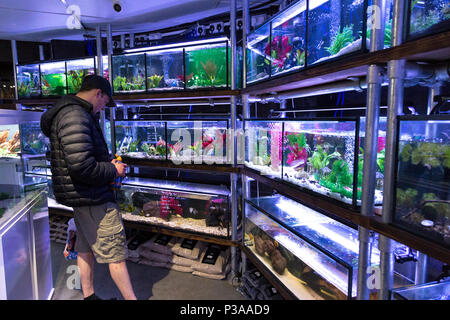 fish tanks pet store Stock Photo - Alamy