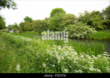 A section of the Lancaster canal and lock at Tewitfield Locks on the ...