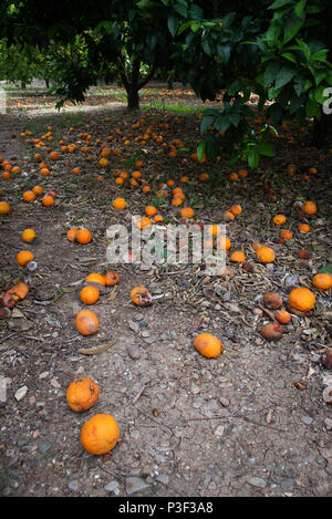 Fallen oranges covering the ground below orange trees. Fail crop due to ...