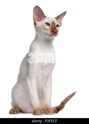 Siamese kitten, 6 months old, sitting in front of white background ...