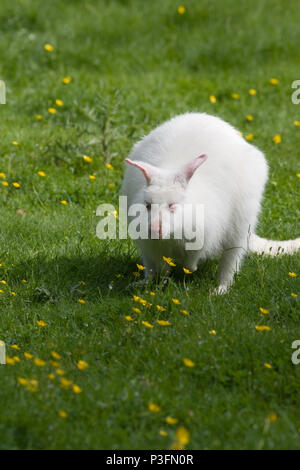 An albino Red-necked wallaby or Bennett's wallaby (Macropus rufogriseus ...