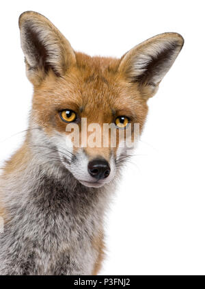 Front view of Red Fox, 1 year old, sitting in front of white background ...