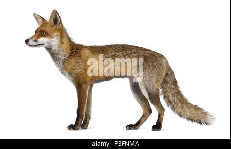 Front view of Red Fox, 1 year old, sitting in front of white background ...