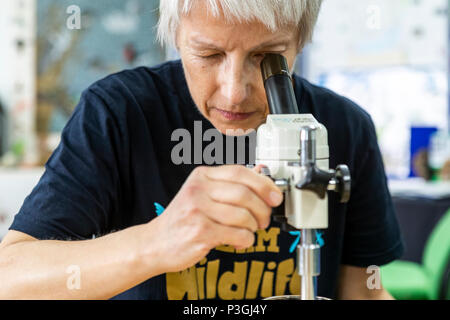 4pm Saturday 16th June 2018. Magor Marsh Nature Reserve, Magor, South ...