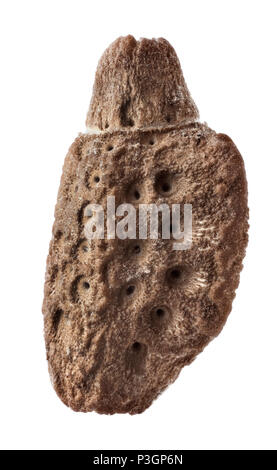 Egg of Phyllium giganteum, stick insects, phasmatodea Stock Photo - Alamy