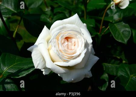 Rosa PASCALI. rose Stock Photo - Alamy