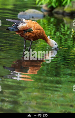 Ruddy shellduck. Animal. Bird Stock Photo - Alamy