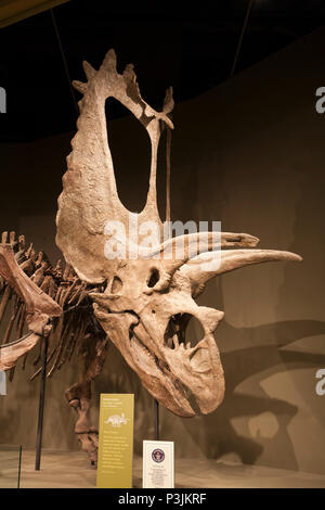 skull diamond museum Stock Photo - Alamy