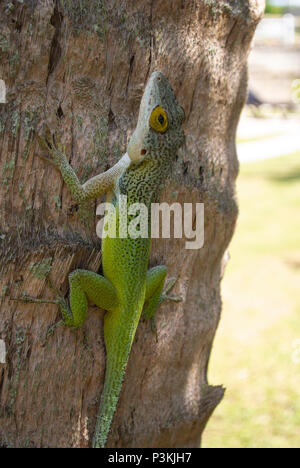 Antiguan Anole lizard (Anolis Leachii) in Bermuda, Atlantic, North ...