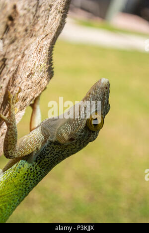 Antiguan Anole lizard (Anolis Leachii) in Bermuda, Atlantic, North ...