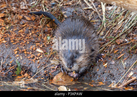 Muskrat along wetland shoreline eating wood chips from Cottonwood Tree ...
