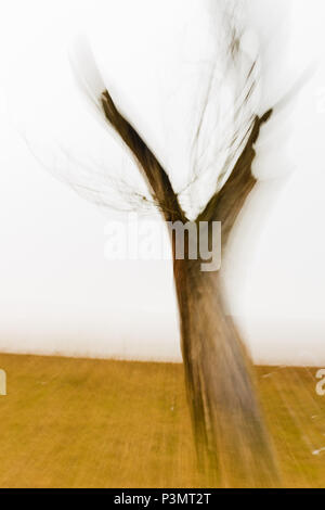mysterious forest - motion blur - zoom Stock Photo - Alamy