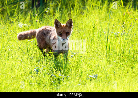 Red fox emerges from reeds at sunset at Bombay Hook National Wildlife ...