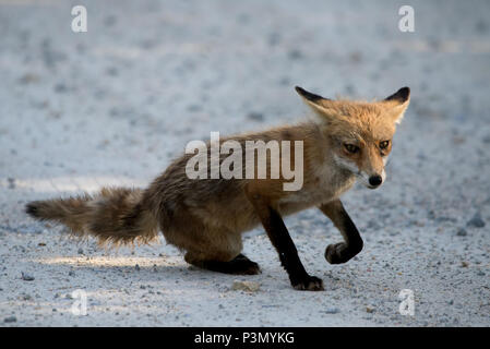 Red fox emerges from reeds at sunset at Bombay Hook National Wildlife ...
