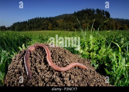 Common earthworm Lumbricus terrestris on surface of soil showing ...