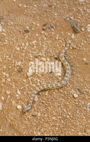 Horned adder (bitis caudalis) in the Namib desert NP, Namibia Stock ...