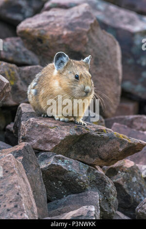 American Pika (Ochotona princeps), Bridger-Teton National Forest ...