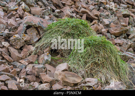 American Pika (Ochotona princeps) at hay pile, Bridger-Teton National ...