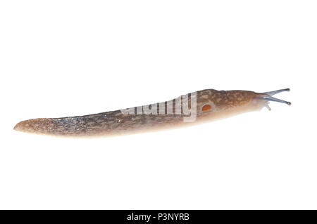 Yellow Slug (Limax flavus) adult, crawling on birch branch during ...