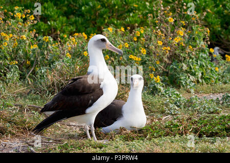 Laysan Albatross (Phoebastria immutabilis) pair courting, Midway ...