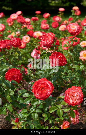 Traditional English red rose Stock Photo - Alamy
