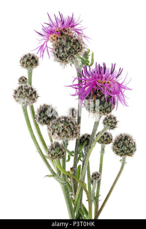A closeup shot of blooming thistle head Stock Photo - Alamy