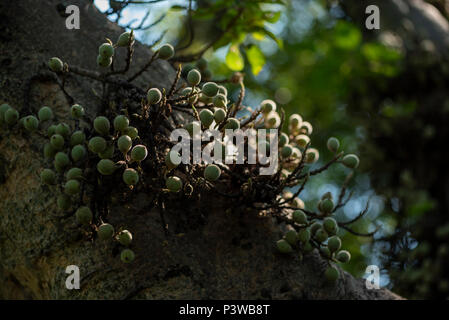 Sycamore fig tree Ficus sycomorus Singita Sabi Sand Game Reserve ...
