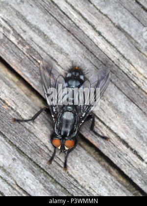 Macro shot of the details of a Diptera fly on a plant Stock Photo - Alamy