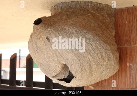Casa de marimbondo em portão de residência em Campo Mourão, na região ...