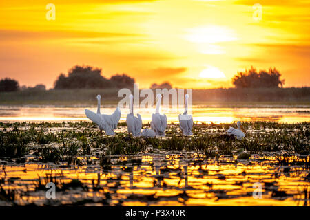 sunset in the Danube Delta in Romania Stock Photo - Alamy