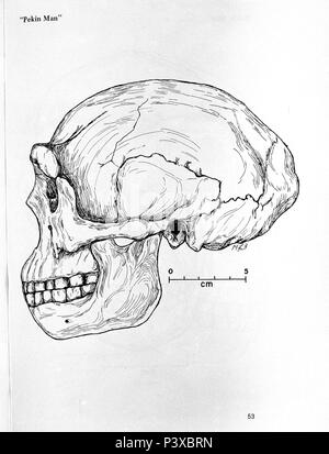 Homo erectus, Peking man cranium (reconstruction Stock Photo - Alamy