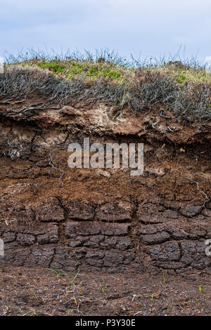 Soil in peat bog showing stratification, Appelscha, Friesland ...