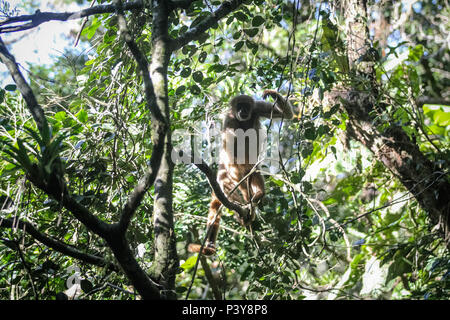 O macaco Muriqui ou Mono Carvoeiro é o maior primata das Américas, um ...