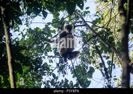 O macaco Muriqui ou Mono Carvoeiro é o maior primata das Américas, um ...