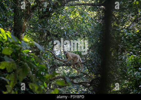 O macaco Muriqui ou Mono Carvoeiro é o maior primata das Américas, um ...