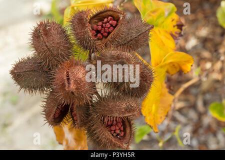Urucum Bixa orellana Urucu fruto do urucuzeiro ou urucueiro Planta ...