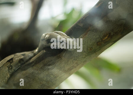 Jiboia-constritora (Boa constrictor amaralis) é uma serpente que pode ...