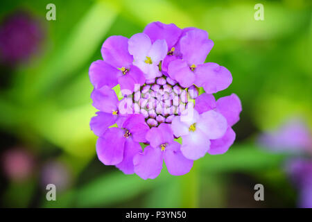 Small purple flowers Iberis umbellate in summer in a garden Stock Photo ...