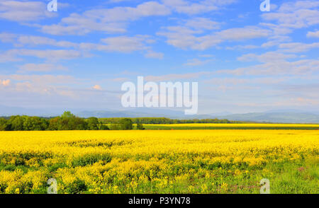 Beautiful Yellow Blooming rapeseed flower in the field natural ...