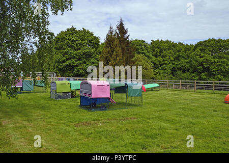 Chicken Boarding while people go on away. Hens' holiday accommodation ...