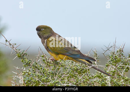 Burrowing Parrot (Cyanoliseus patagonus Stock Photo - Alamy